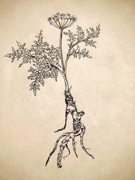 (50) OSHA SEEDS - Ligusticum porteri - With Mycelium Rich Soil - AVAIL ...