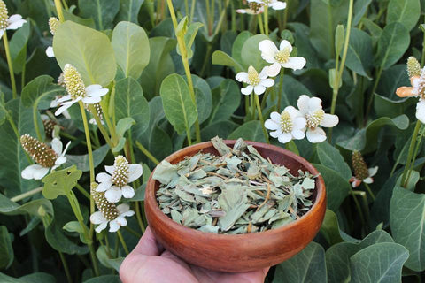 ( Recording and PDF NOW Available) ON LINE CLASS - My 30 Year Journey ...